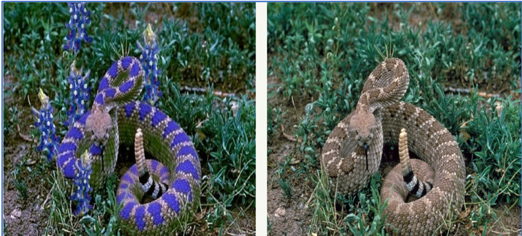 The Truth about the Texas Bluebonnet Rattlesnake: Text Exploration for ...