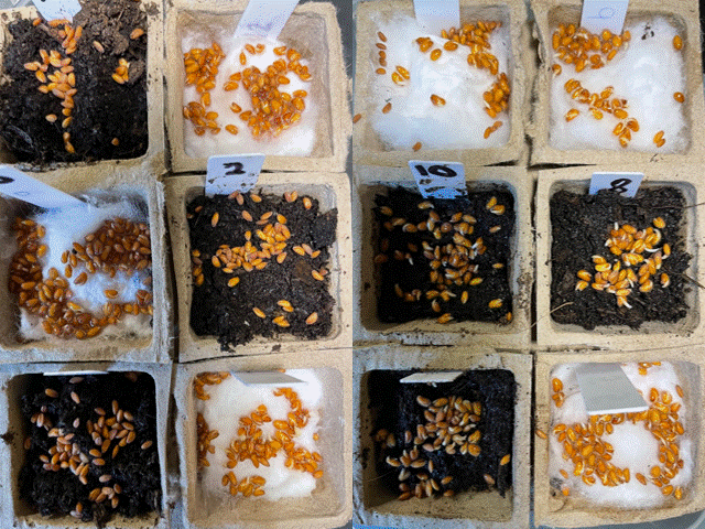 Let It Grow: The Garden Cress Challenge - Announcing our Winner - JMP ...